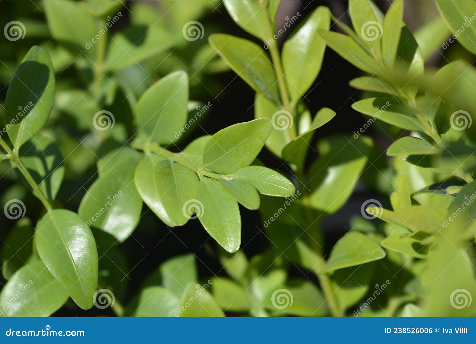 Common box stock photo. Image of leaf, green, european - 238526006