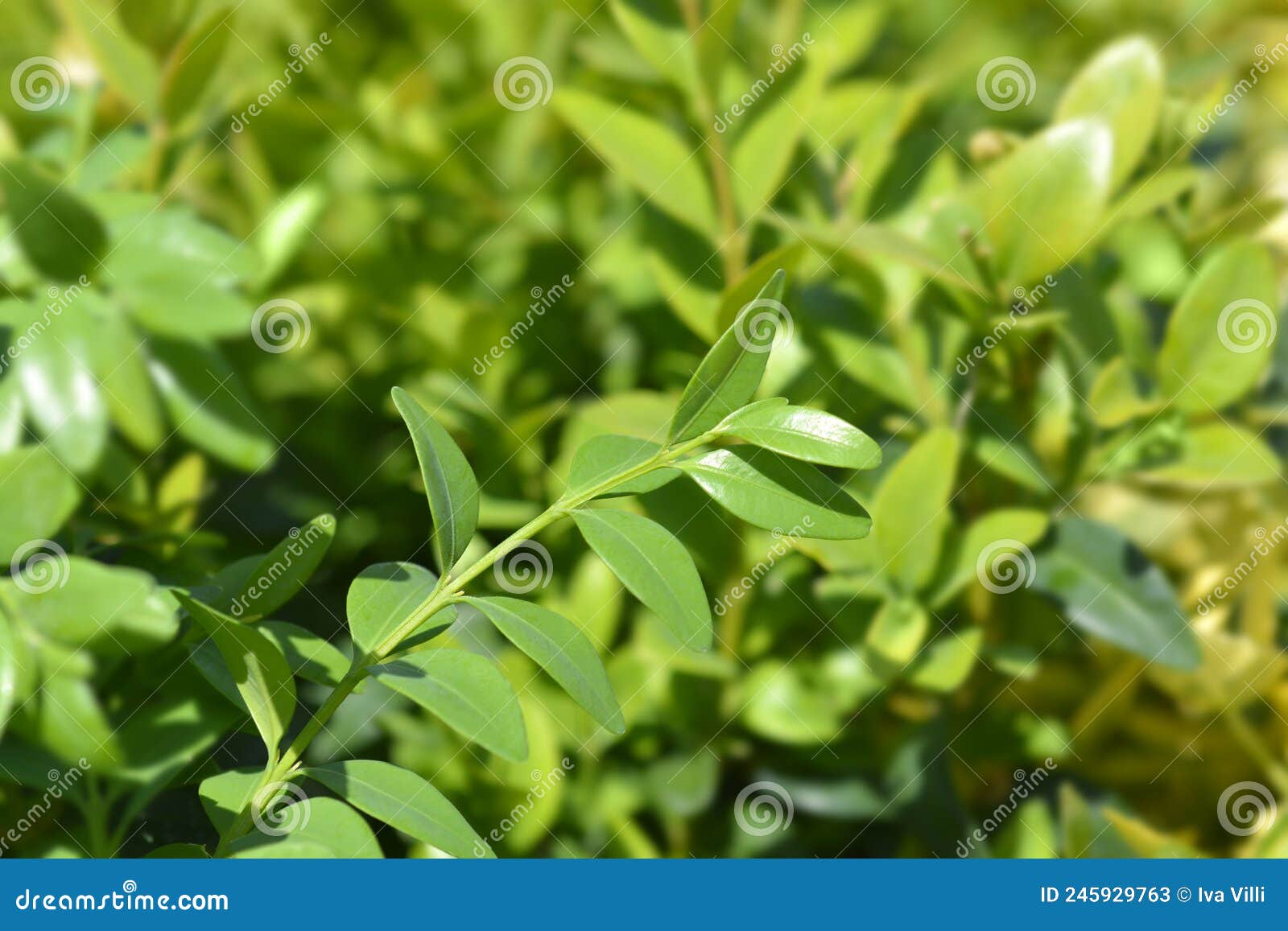 Common box stock image. Image of evergreen, shrub, branch - 245929763