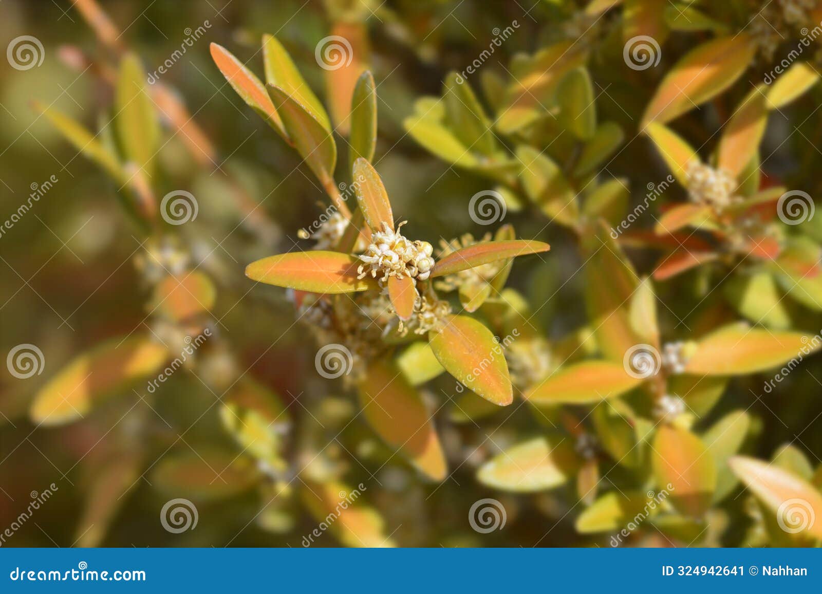Common box stock image. Image of european, close, garden - 324942641