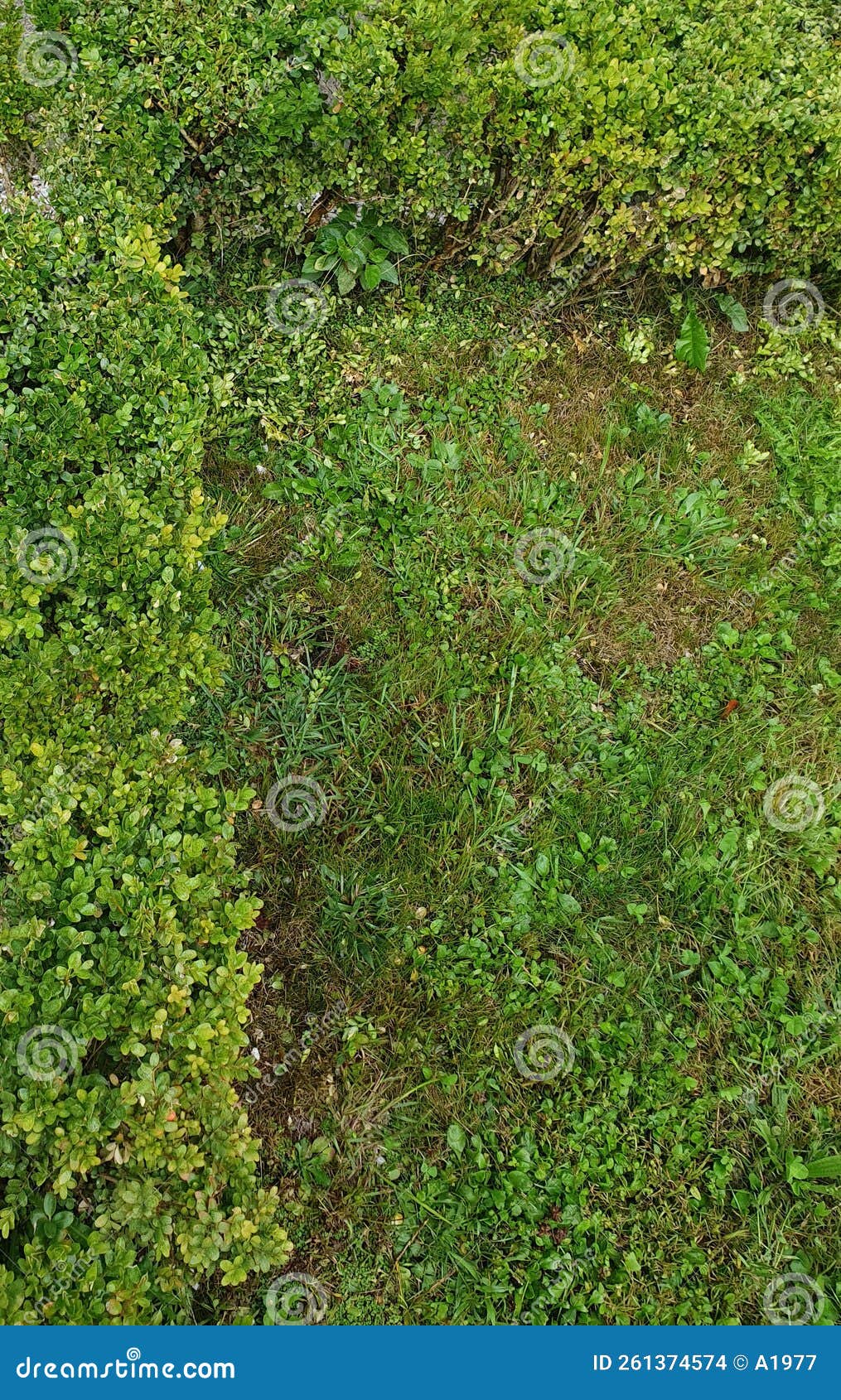 Common Box Tree Scient. Class. Buxus Sempervirens Stock Photo - Image ...