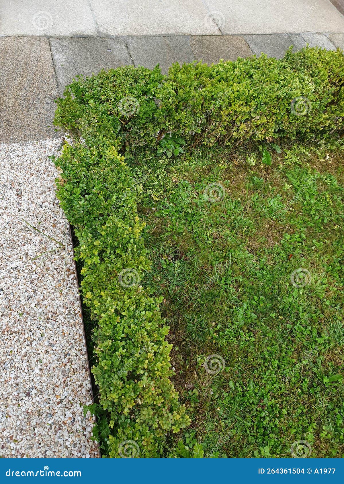 Common Box Tree Scient. Class. Buxus Sempervirens Stock Photo - Image ...