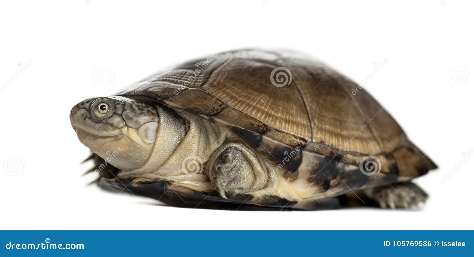 Common box turtle, stock photo. Image of shell, common - 105769586