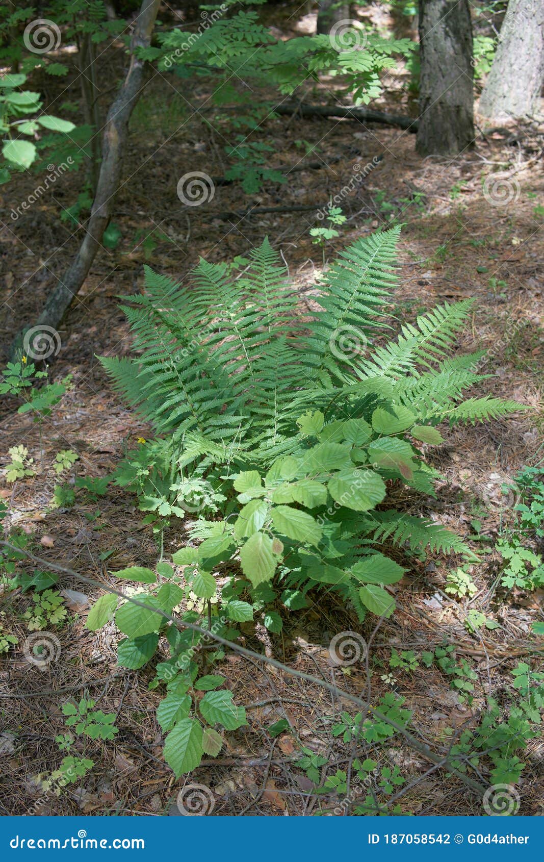 Common bracken stock photo. Image of pteridium, closeup - 187058542