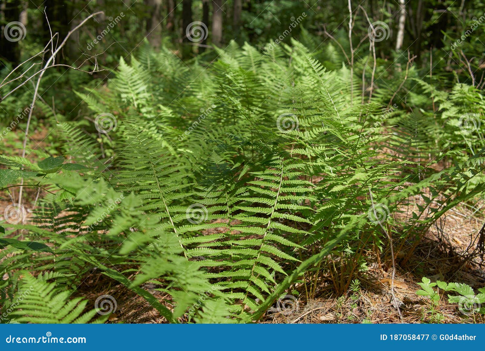 Common bracken stock image. Image of eagle, forest, common - 187058477