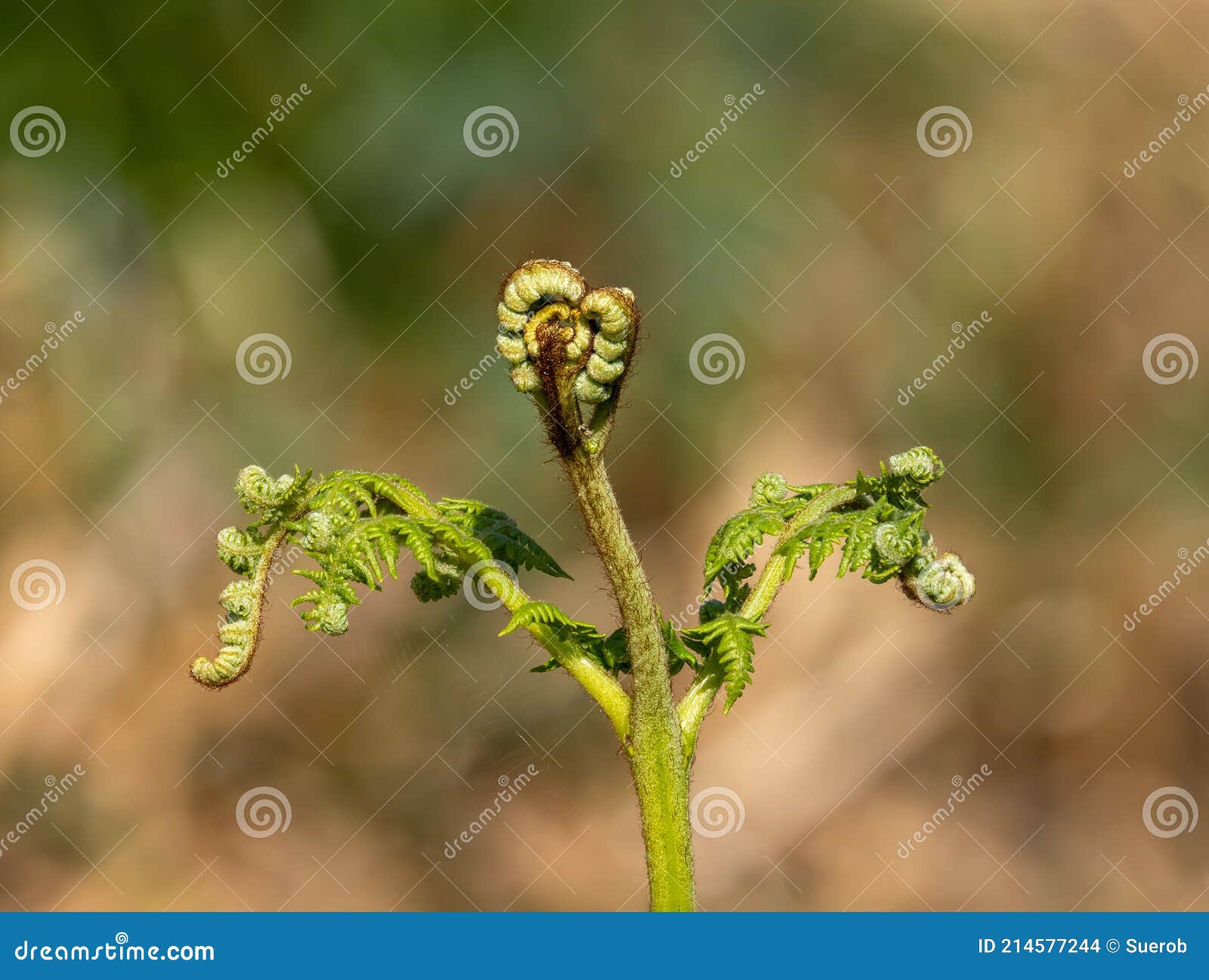 Unfurling Bracken Fern Frond, Brake Fern Or Eagle Fern, Pteridium ...