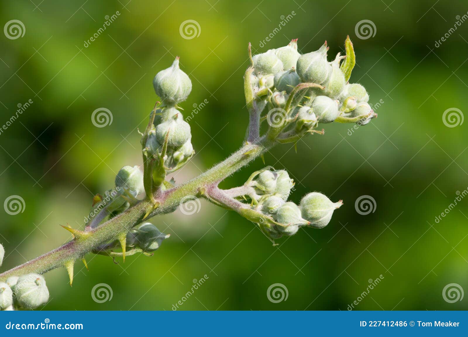 Common Bramble Rubus Fruticosus Plant Stock Photo - Image of nature ...