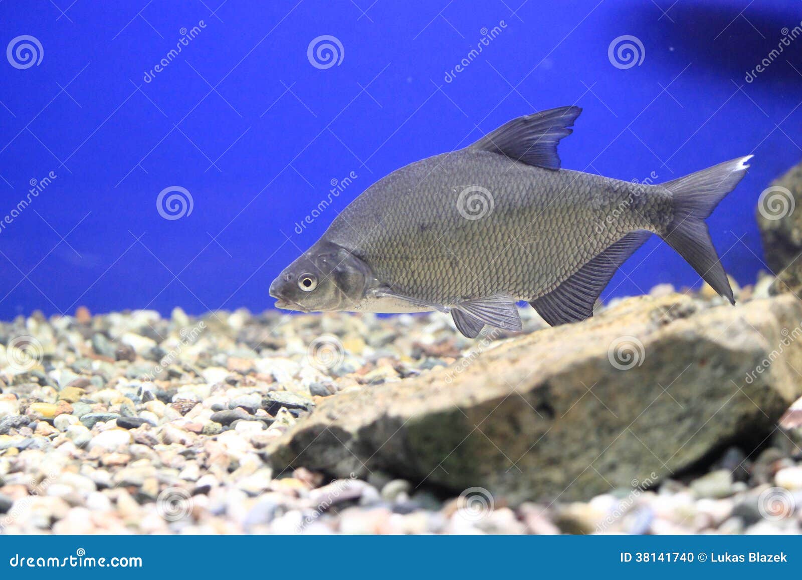 Common bream stock photo. Image of fish, bream, bronze - 38141740