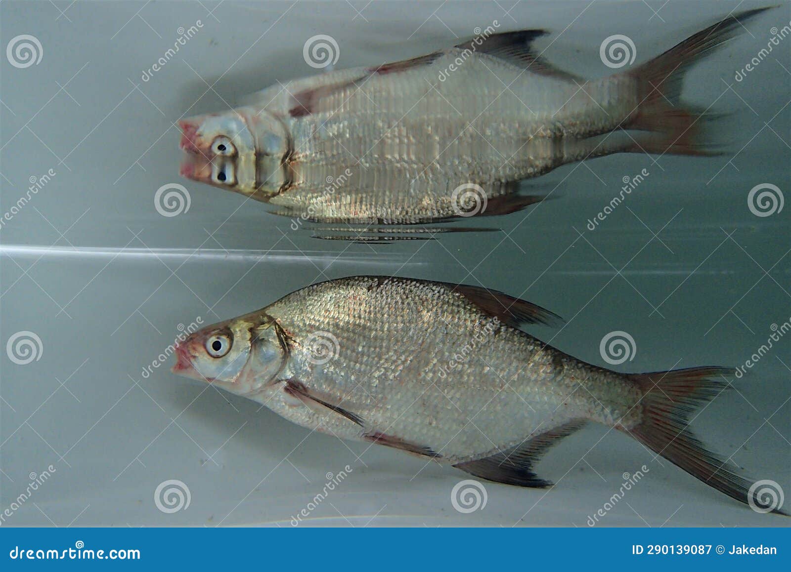 Common Bream (Abramis Brama) Alone in the Water Stock Image - Image of ...
