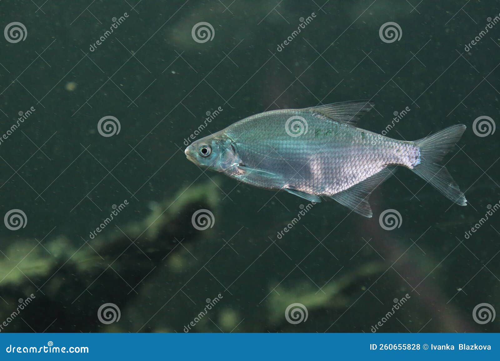 Common bream stock photo. Image of freshwater, sweaty - 260655828