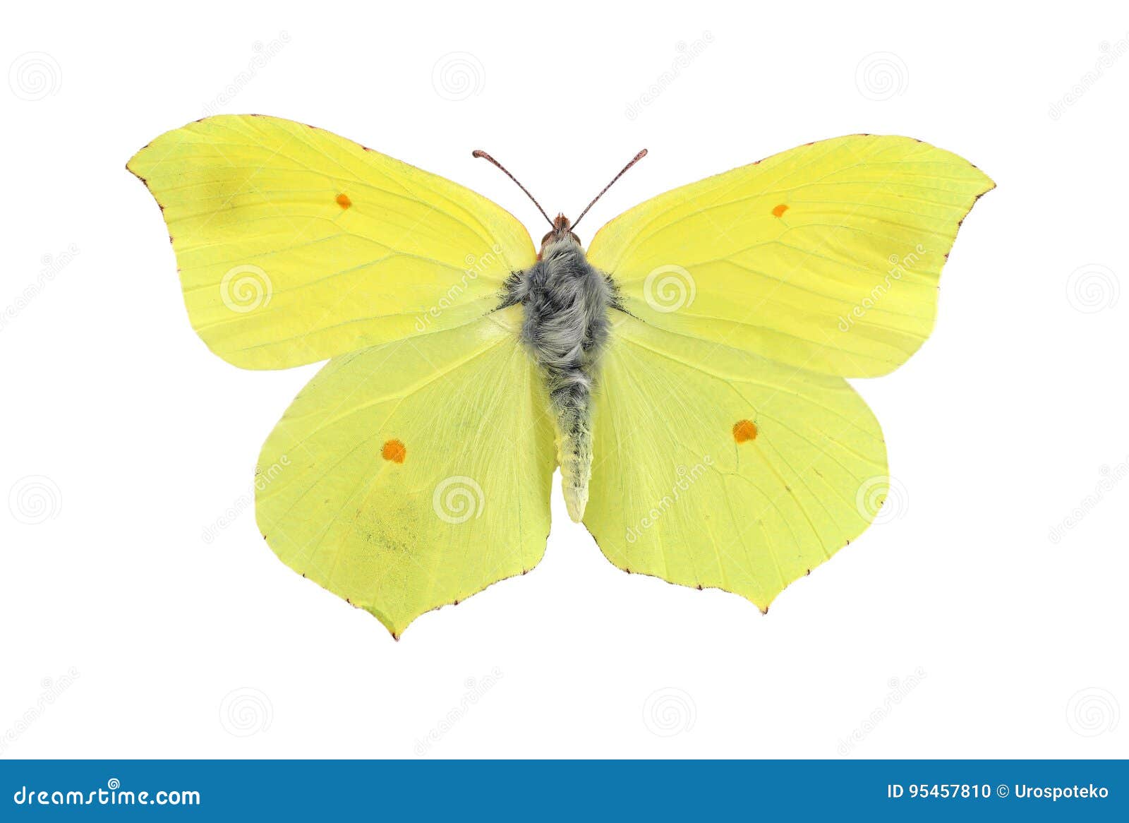 Common Brimstone Butterfly Gonepteryx Rhamni On A Garden Montbretia ...