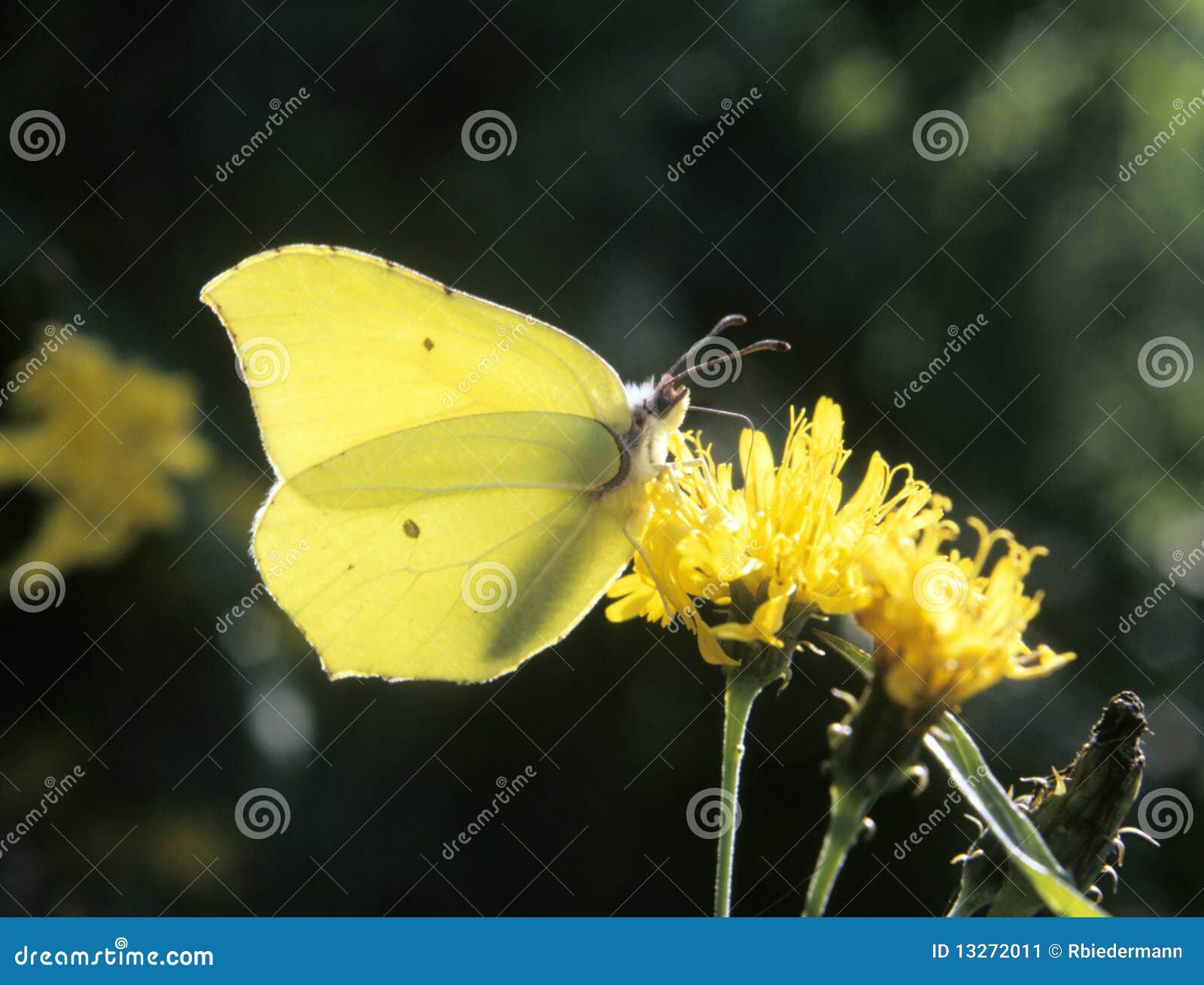 Common Brimstone (Gonepteryx Rhamni) Stock Image - Image of pieridae ...