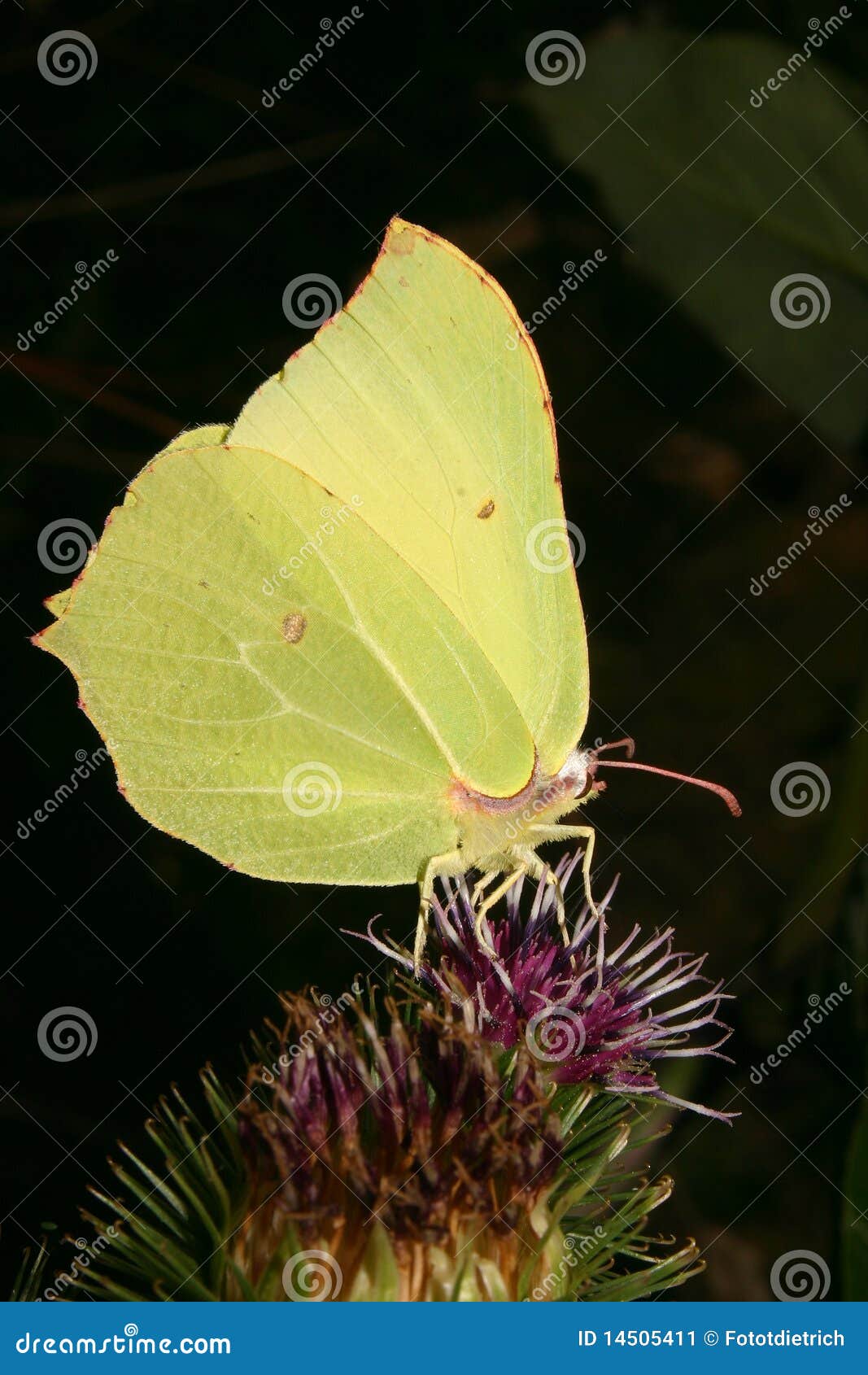 Common Brimstone Butterfly Gonepteryx Rhamni On A Garden Montbretia ...