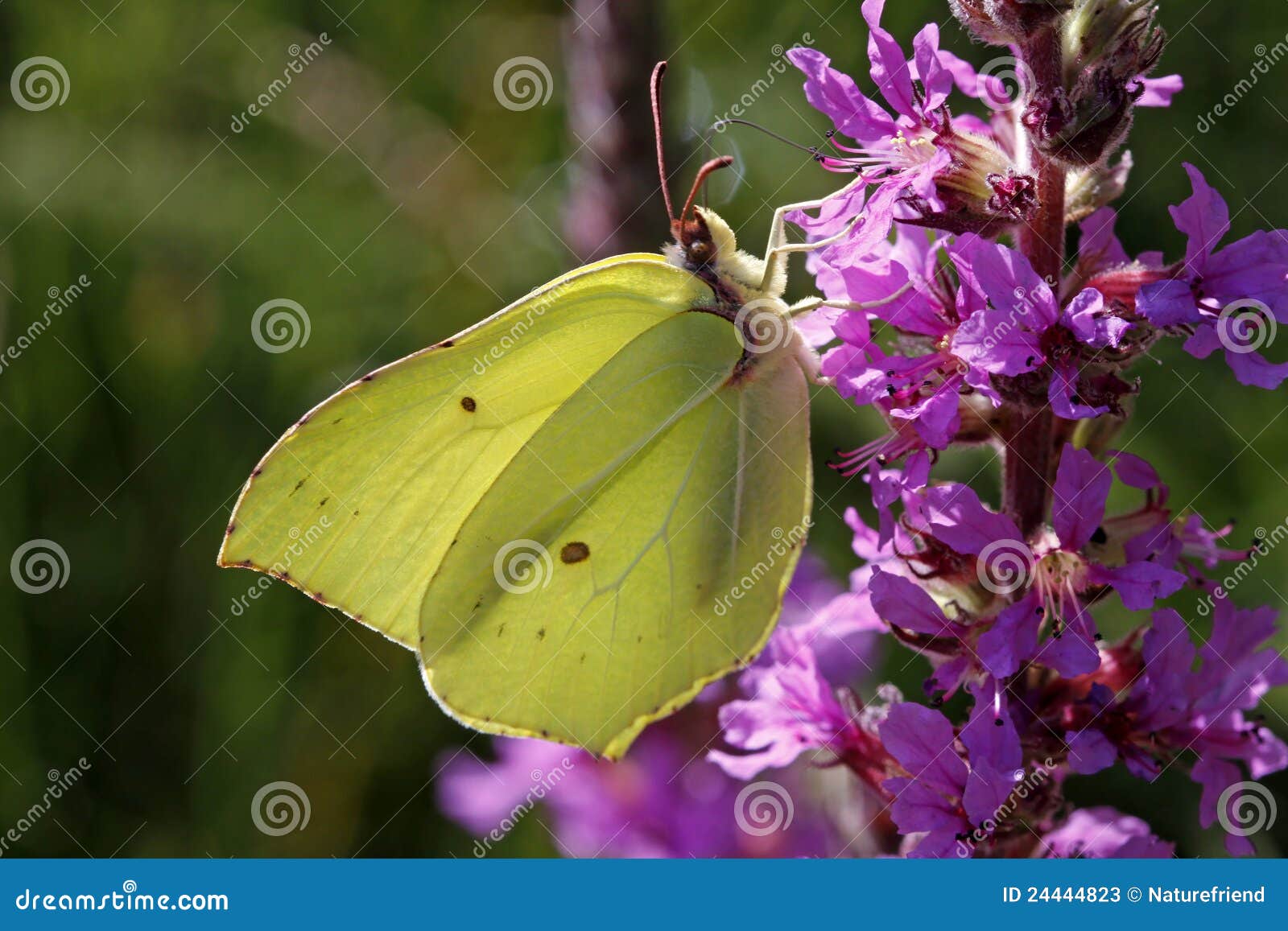 Common Brimstone (Gonepteryx Rhamni) Stock Image - Image of common ...