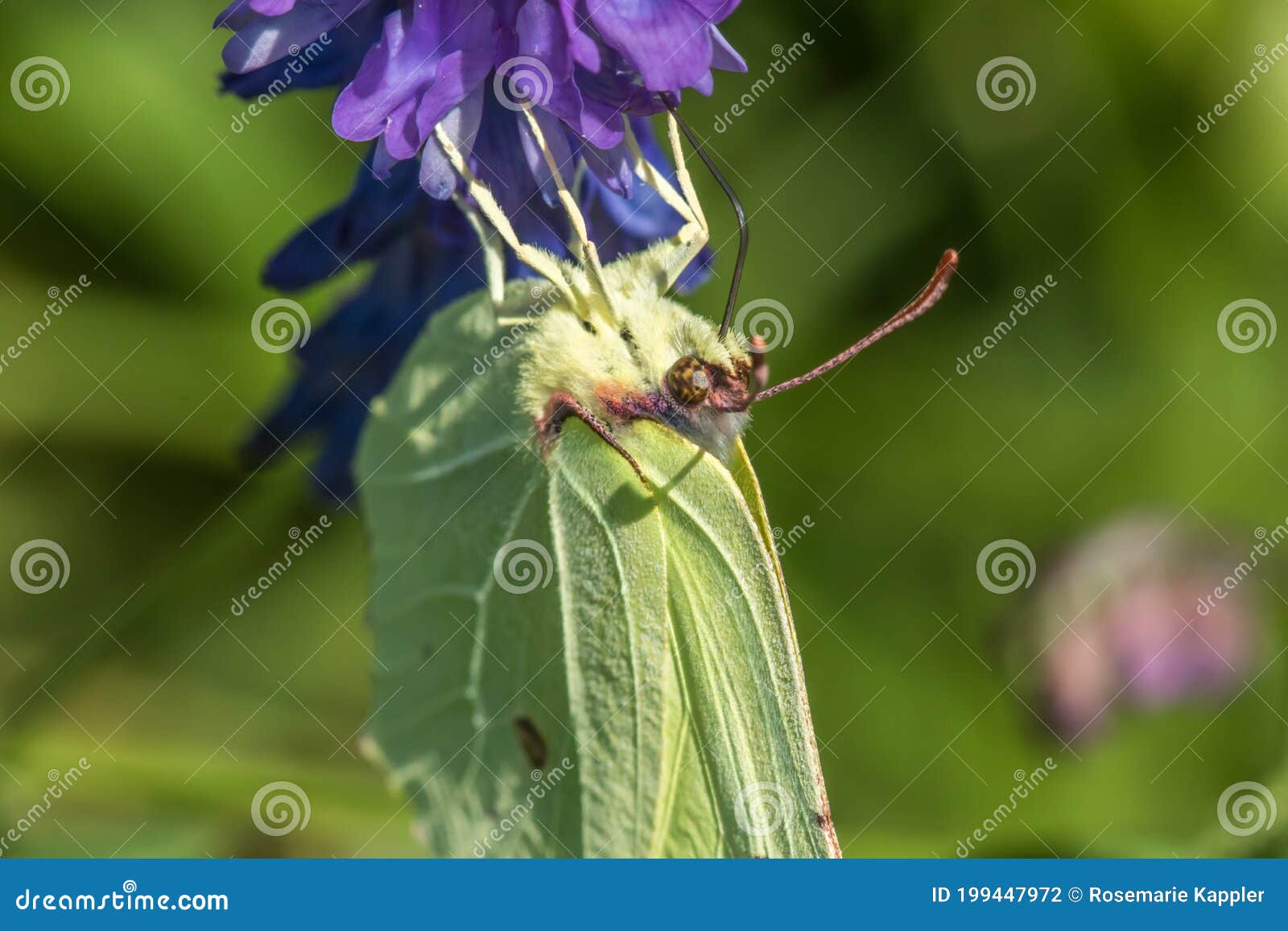 Common Brimstone Gonepteryx Rhamni Stock Photo - Image of pasture ...
