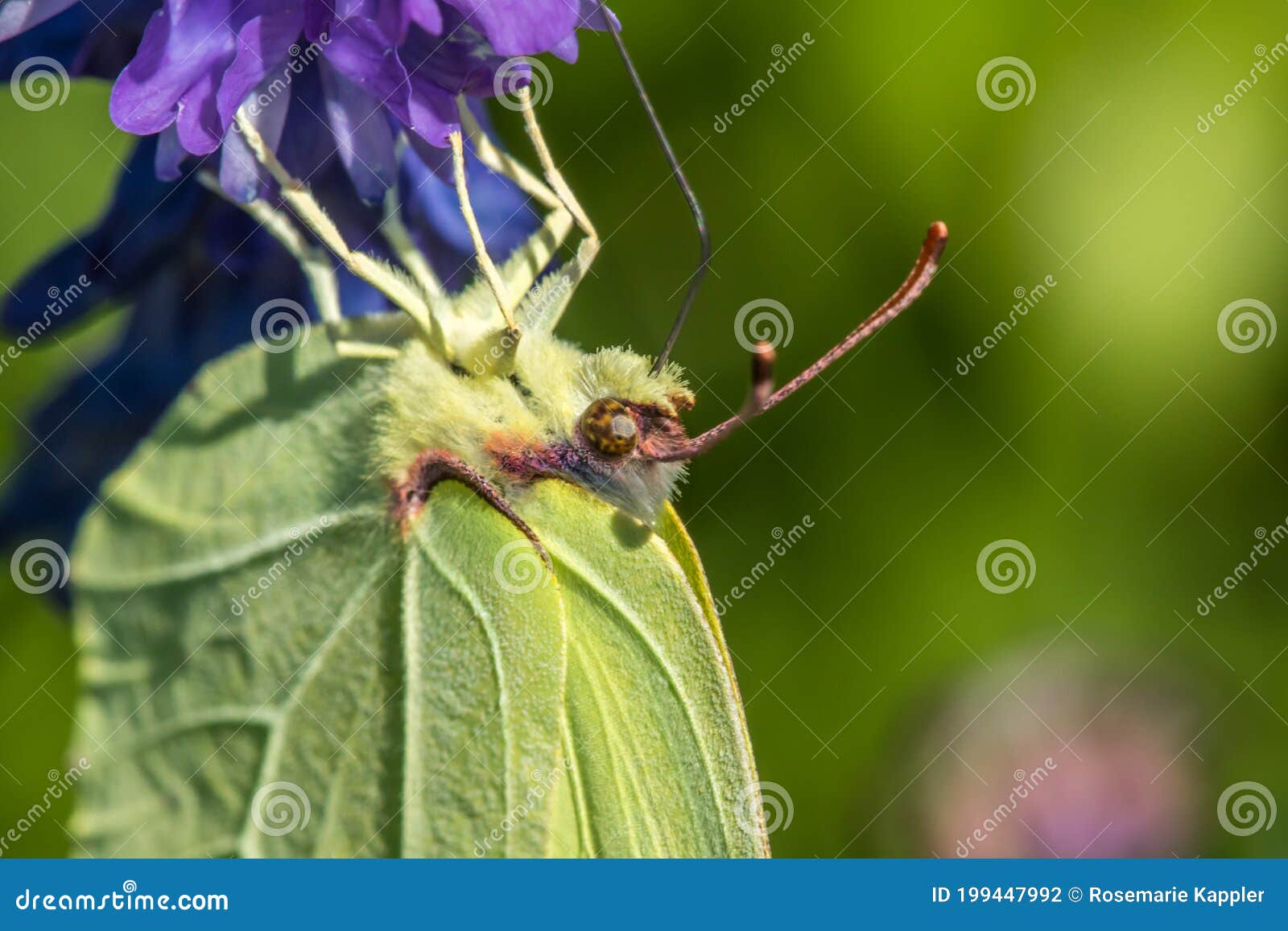Common Brimstone Gonepteryx Rhamni Stock Photo - Image of grassstock ...
