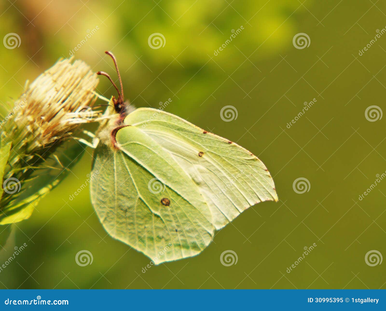 Common Brimstone (gonepteryx Rhamni), (12) Stock Image - Image of ...