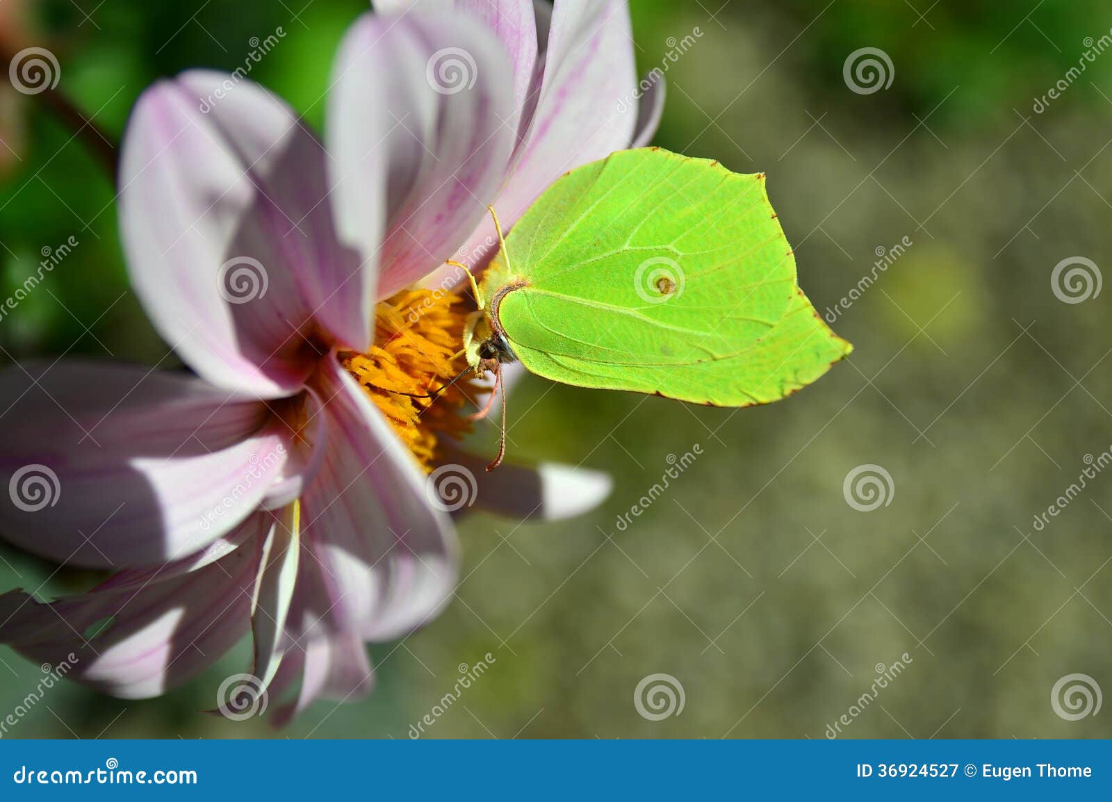 Common Brimstone stock image. Image of summer, macro - 36924527