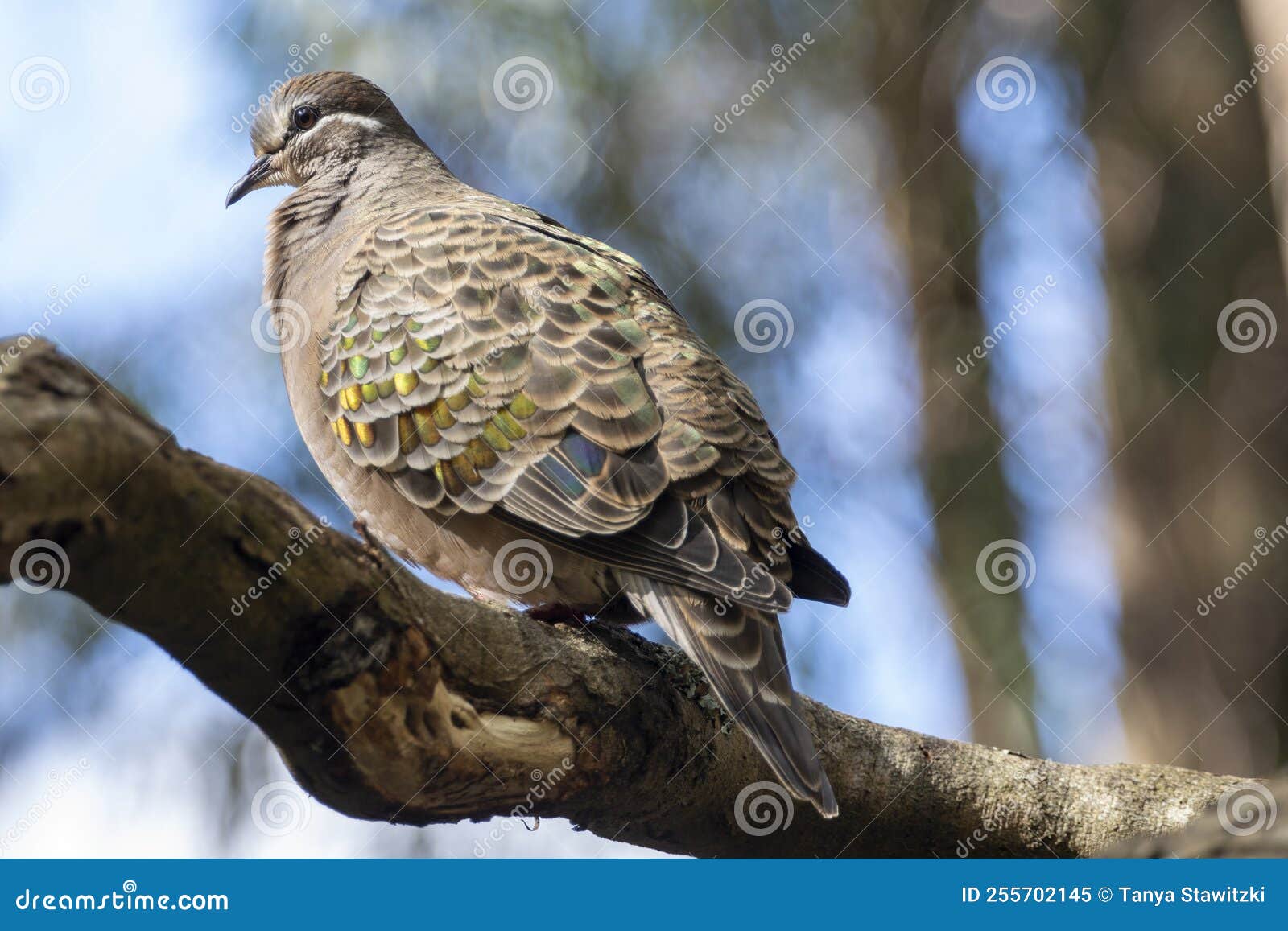 Common Bronze Wing in Profile Facing the Left, Perched on a Branch ...