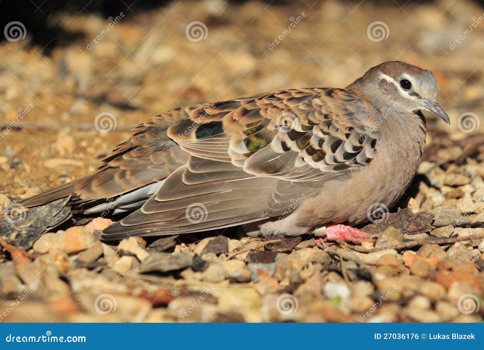 Common Bronzewing stock photo. Image of australia, lying - 27036176