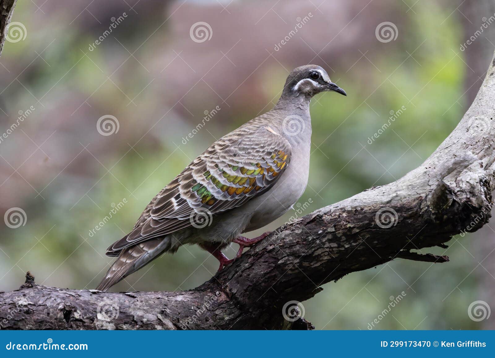 Common Bronzewing stock photo. Image of bird, common - 299173470