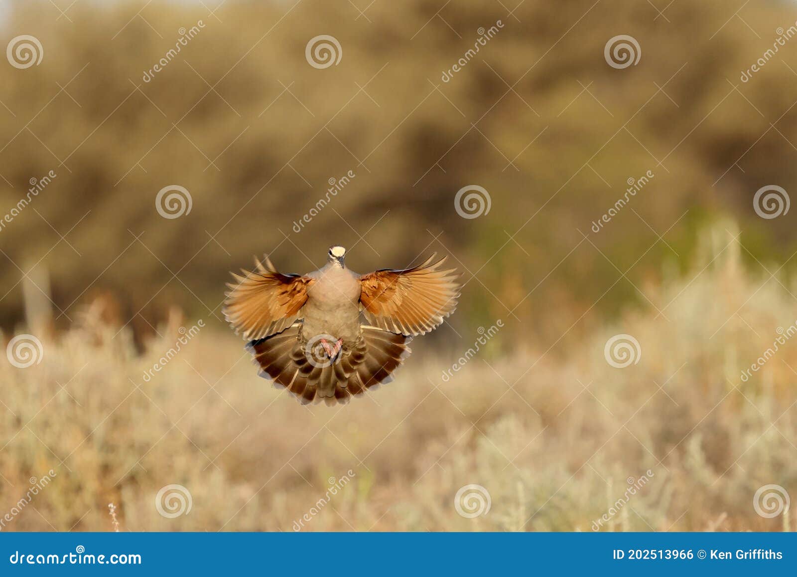 Common Bronzewing stock photo. Image of bronzewing, bronzwing - 202513966