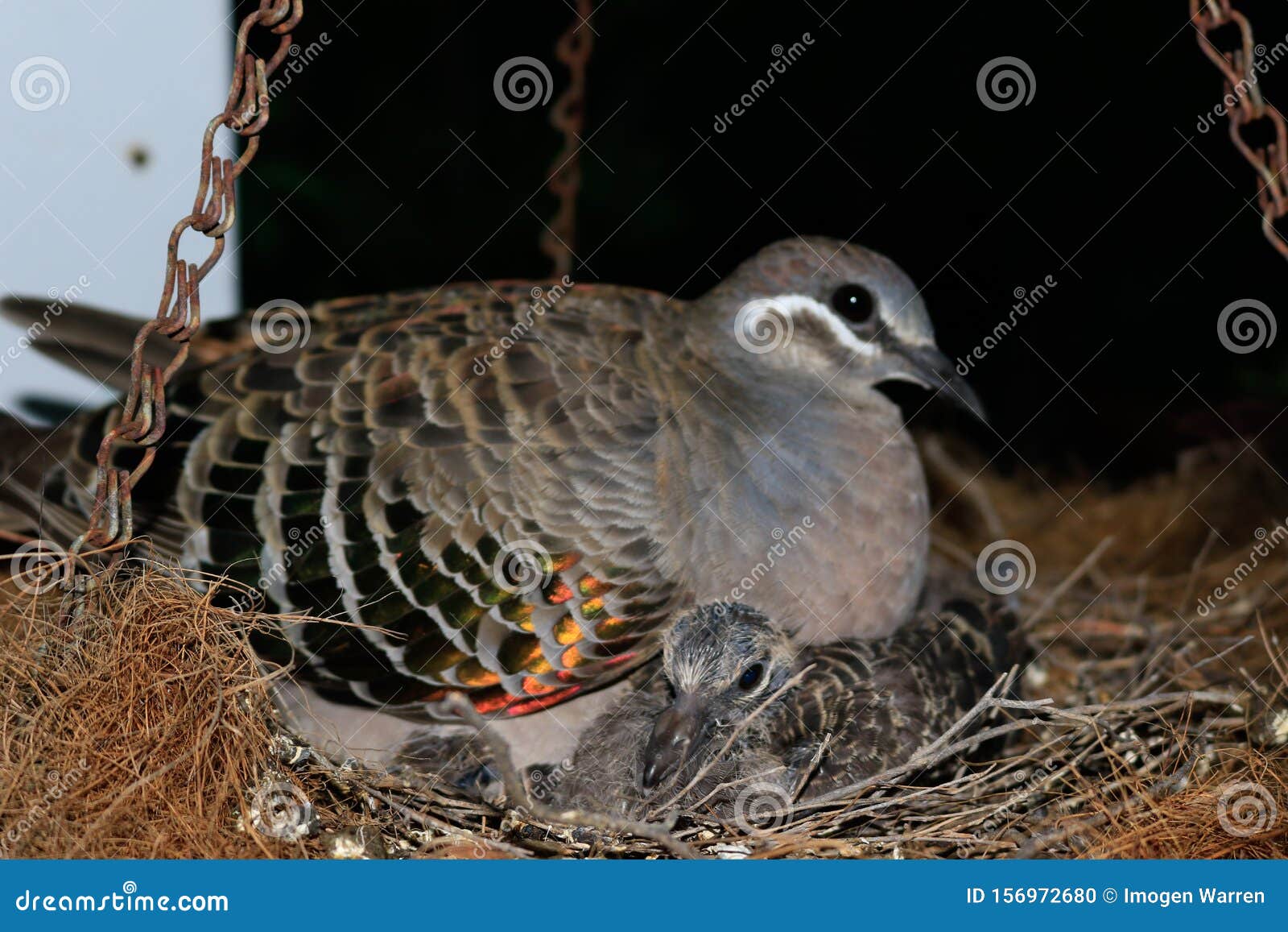 Common Bronzewing in Australia Stock Photo - Image of nesting, colorful: 156972680