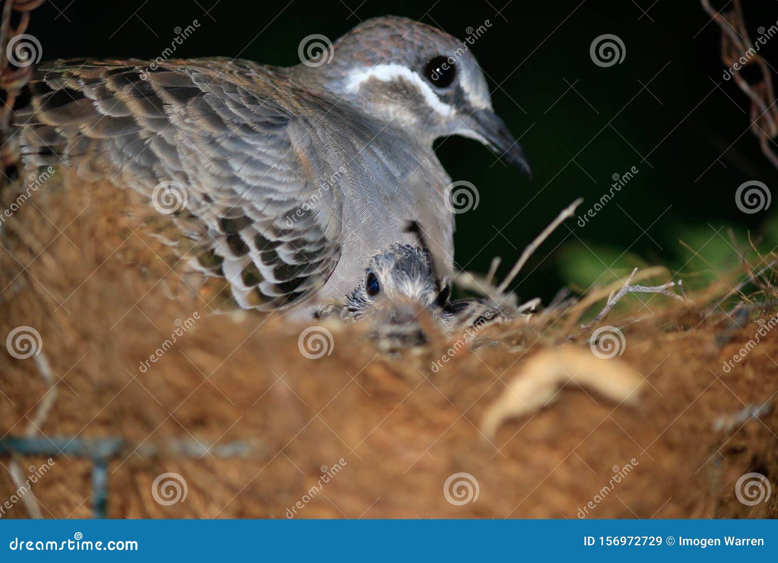 Common Bronzewing in Australia Stock Image - Image of birds, fauna: 156972729