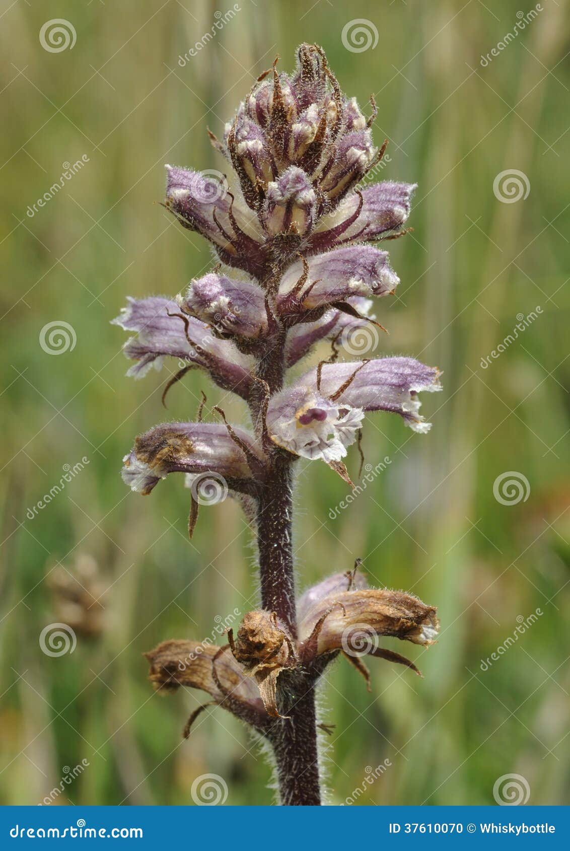 Common Broomrape stock photo. Image of violet, wild, nature - 37610070