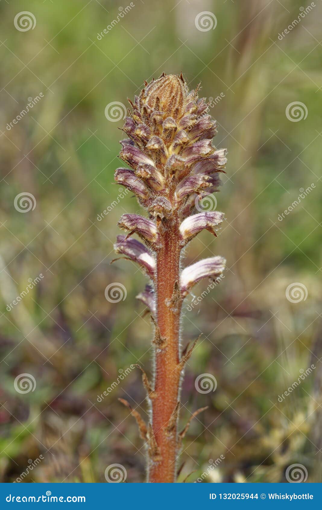 Common Broomrape stock photo. Image of minor, nparasitic - 132025944