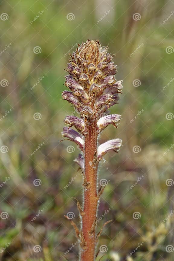 Common Broomrape stock photo. Image of minor, nparasitic - 132025944