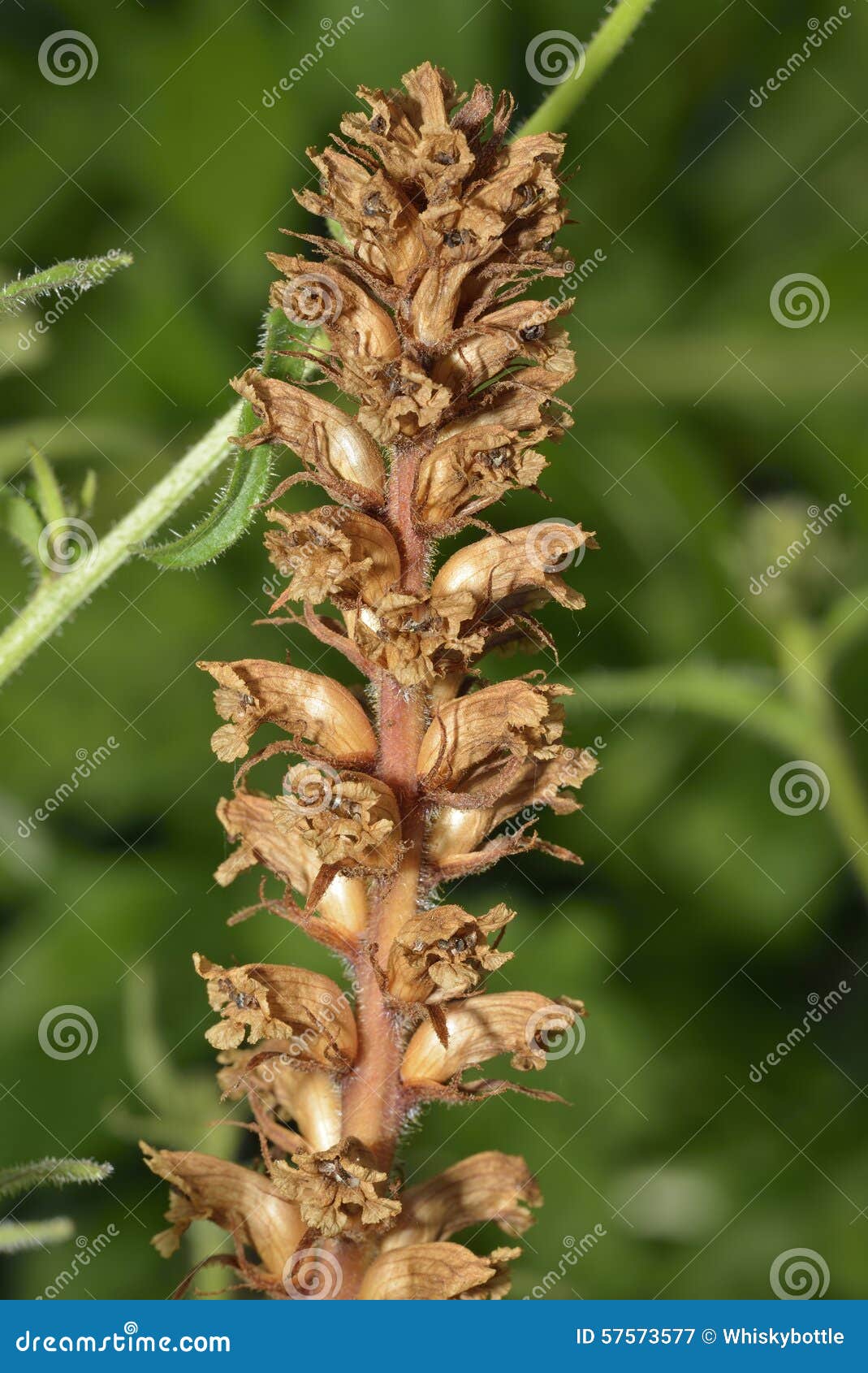 Common Broomrape stock image. Image of nature, brown - 57573577