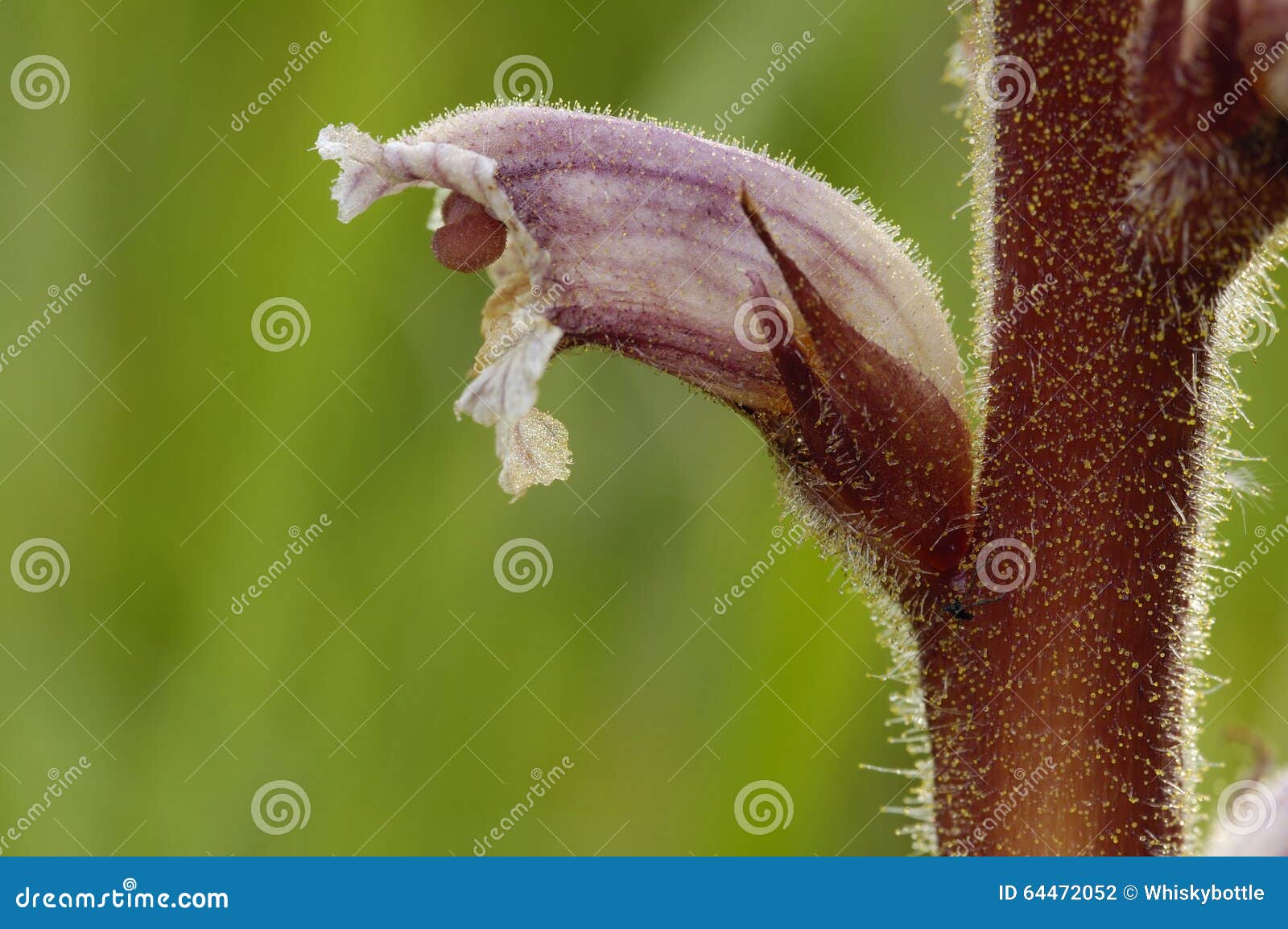 Common Broomrape stock photo. Image of violet, minor - 64472052