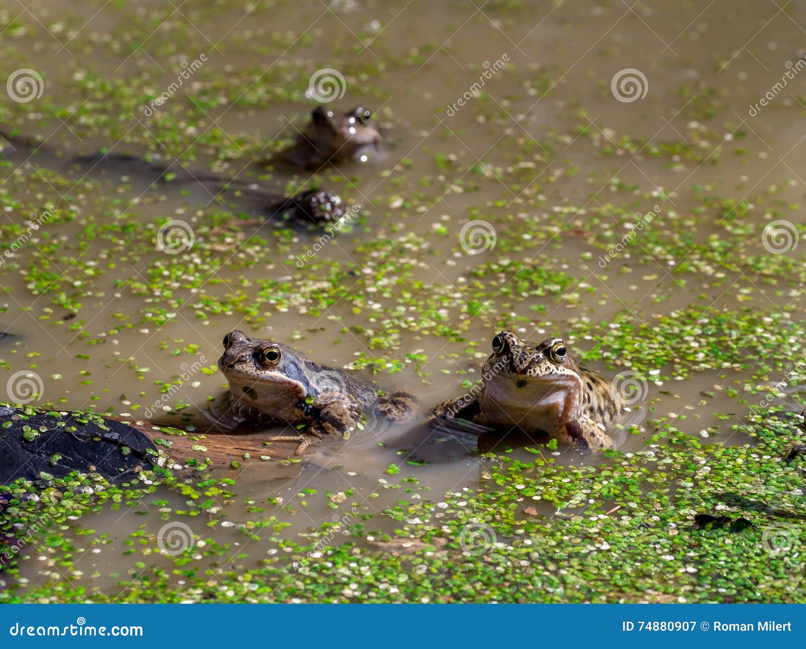 Frogs Mating Season Royalty-Free Stock Photography | CartoonDealer.com ...