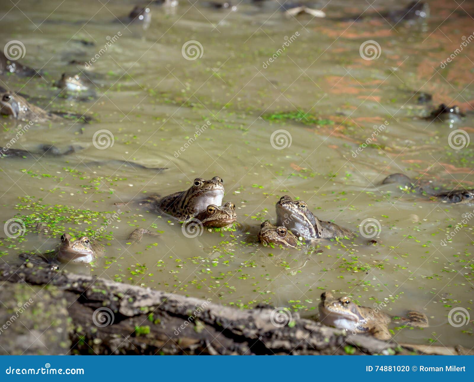 Frogs Mating Season Royalty-Free Stock Photography | CartoonDealer.com ...