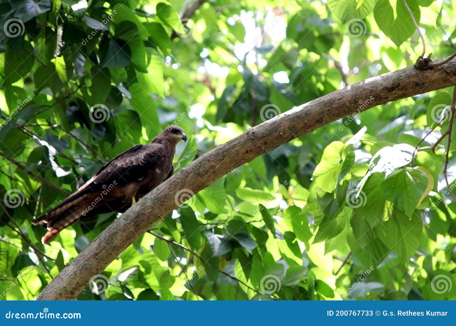 Brown common Kite on tree stock image. Image of nature - 200767733