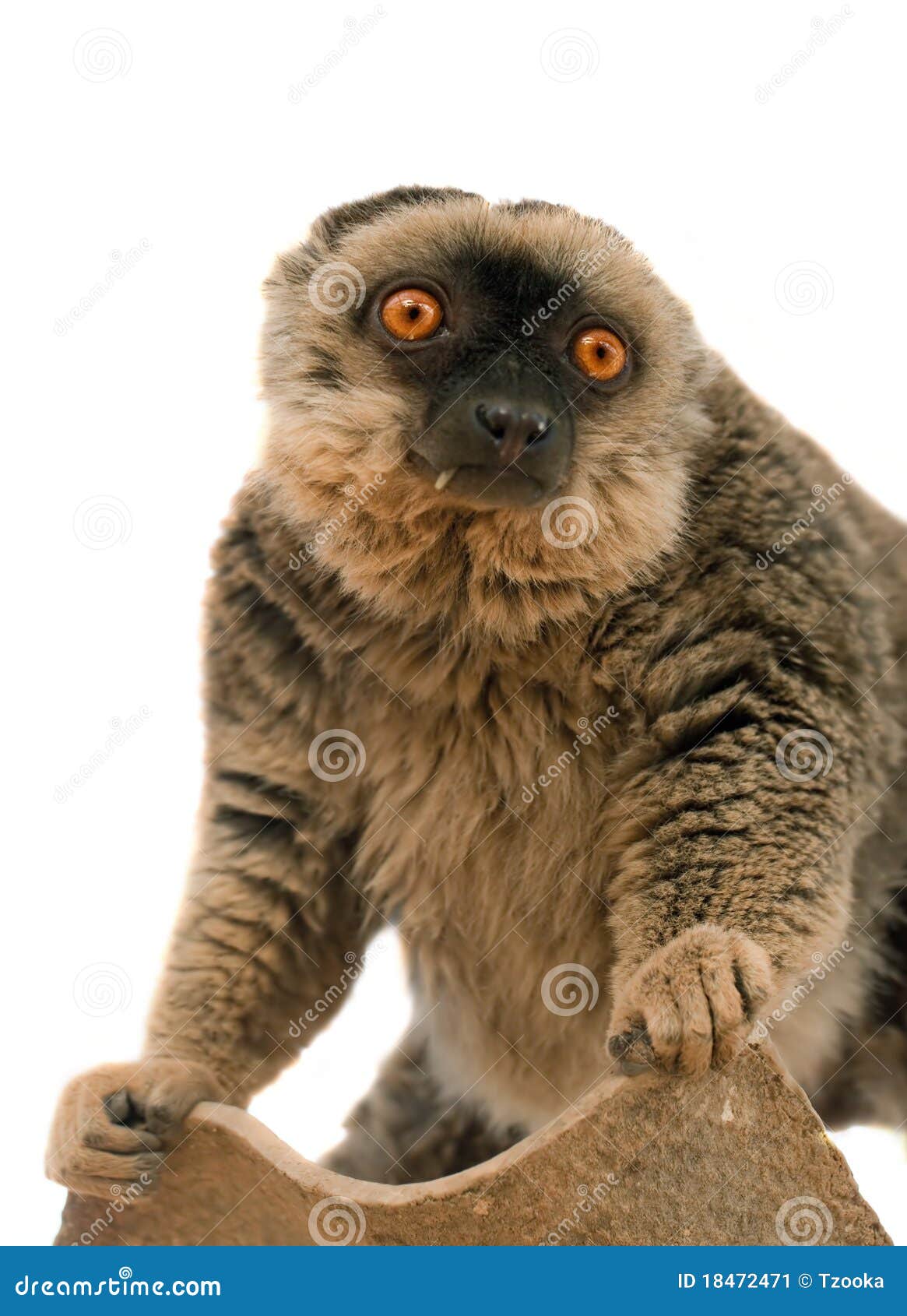 Common Brown Lemur stock image. Image of brown, color - 18472471
