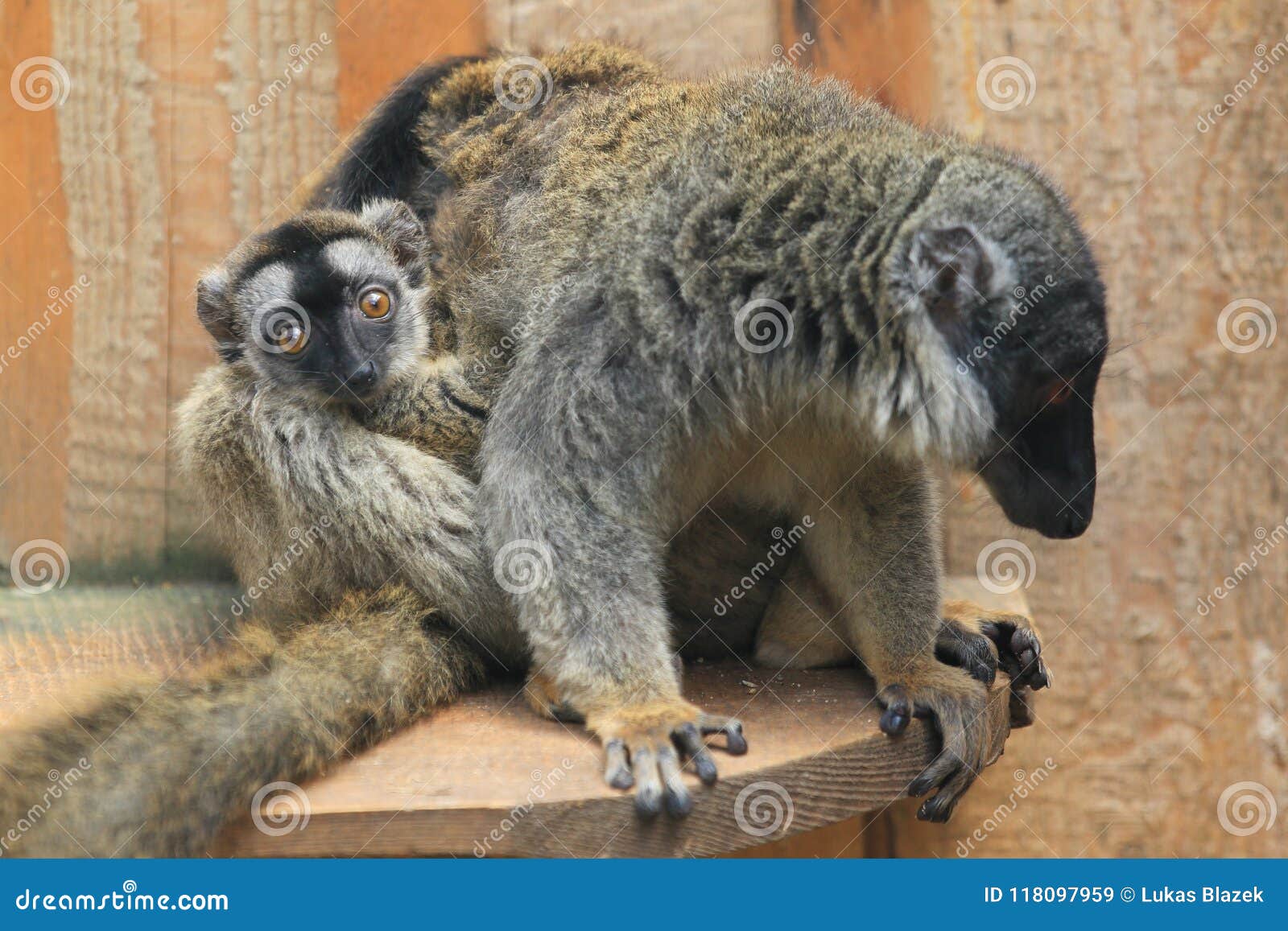 Common brown lemur stock image. Image of brown, nature - 118097959