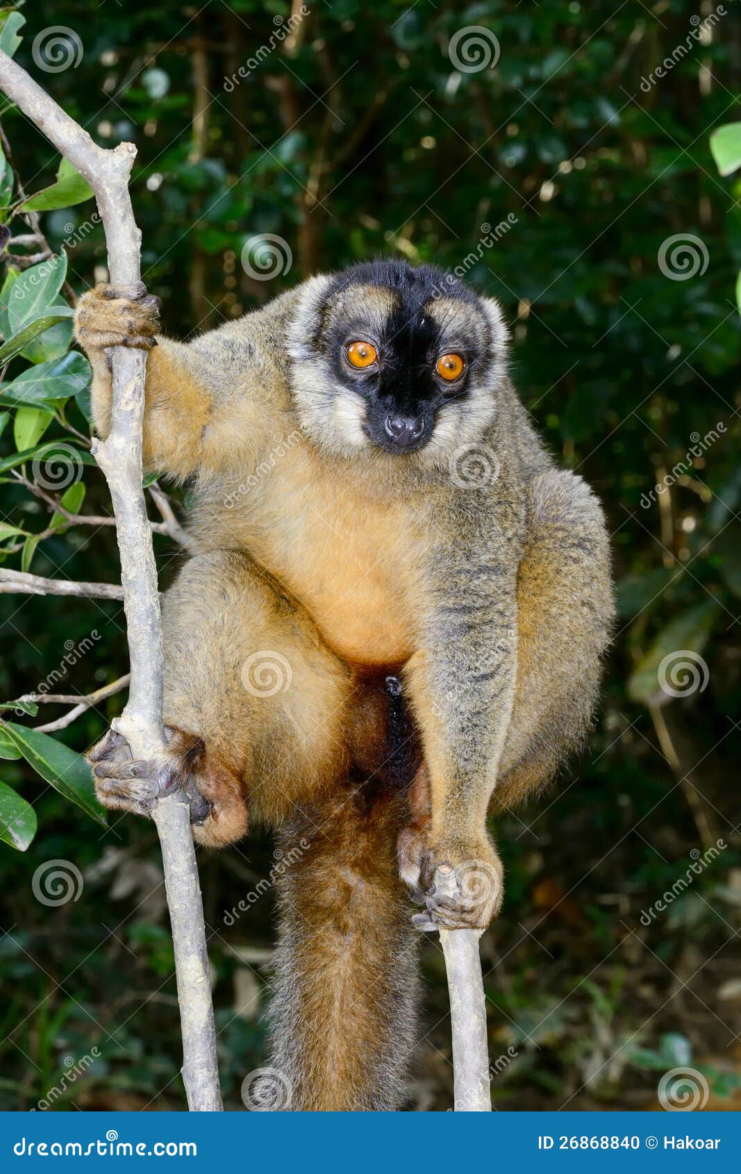 Common Brown Lemur, Lemur Island, Andasibe Stock Photo - Image of ...