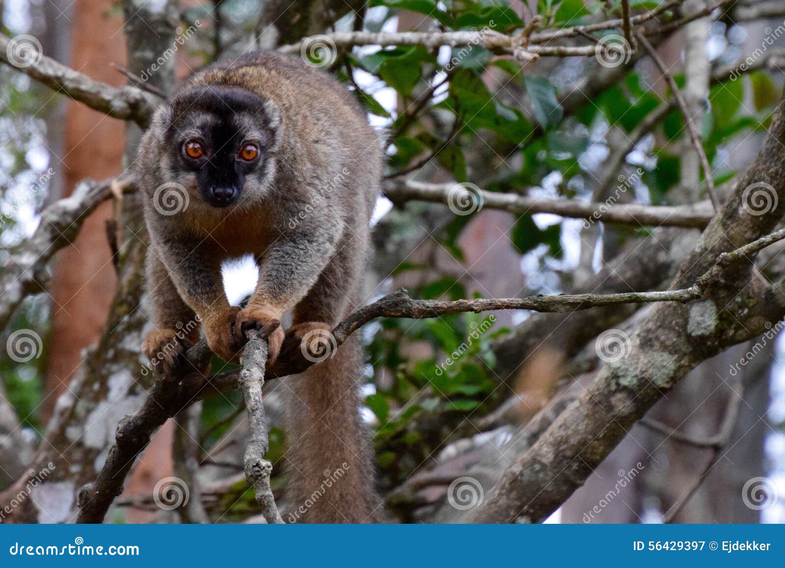 Common Brown Lemur, Madagascar Stock Image - Image of female, common ...