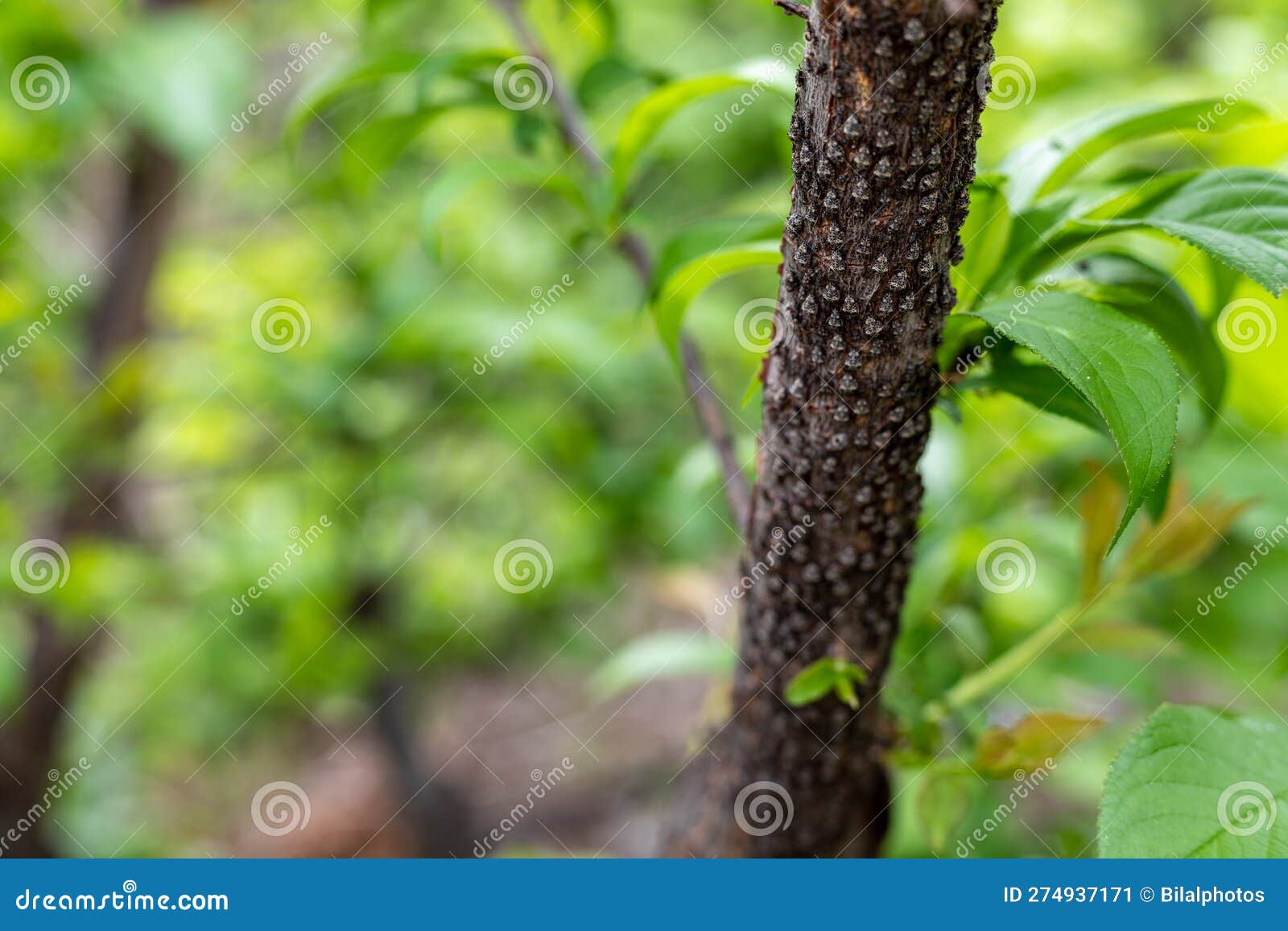 Common Brown Scales Colony Sucking Sap from a Plum Fruit Tree Stock ...