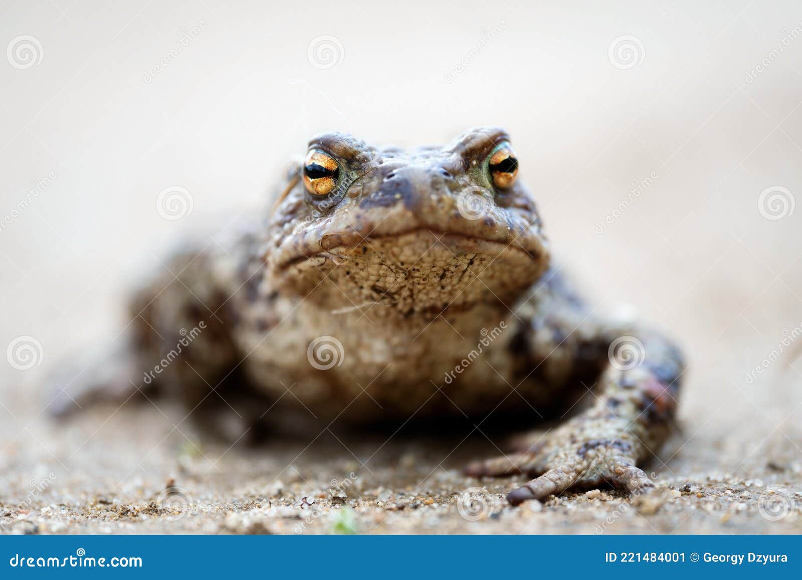 Common Toad on the Dirt Road in Spring Stock Image - Image of zoology ...