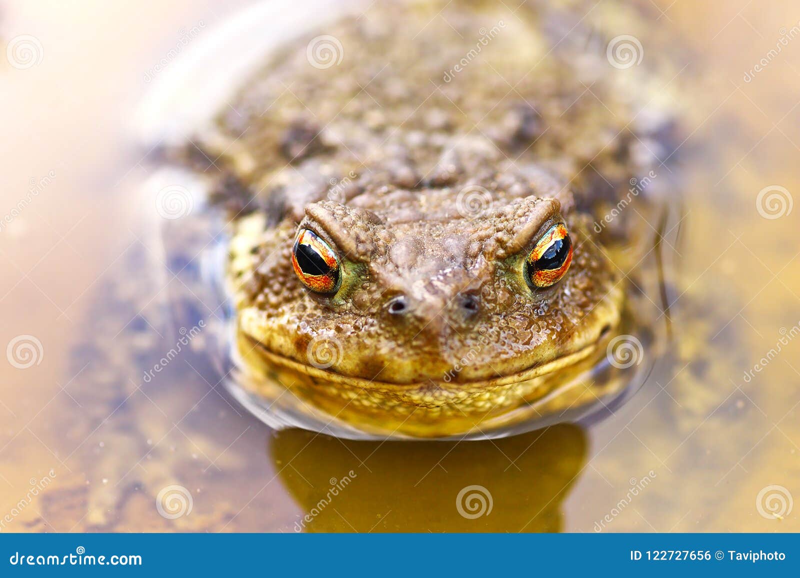 Common brown toad in water stock photo. Image of european - 122727656