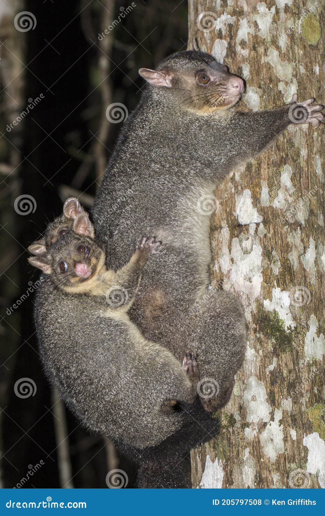 Common Brush-tailed Possum stock photo. Image of mammal - 205797508