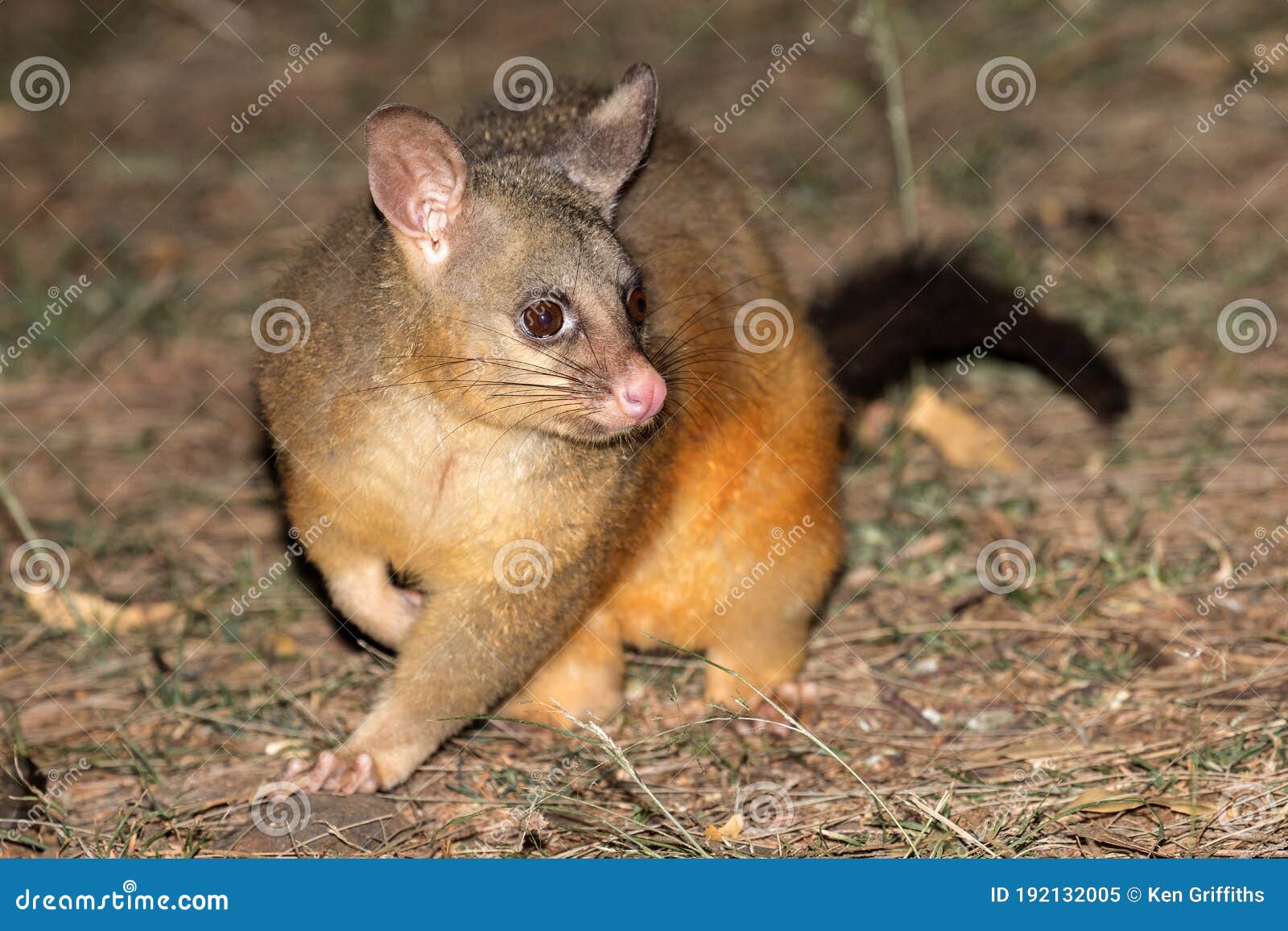 Common Brush-tailed Possum stock image. Image of arboreal - 192132005