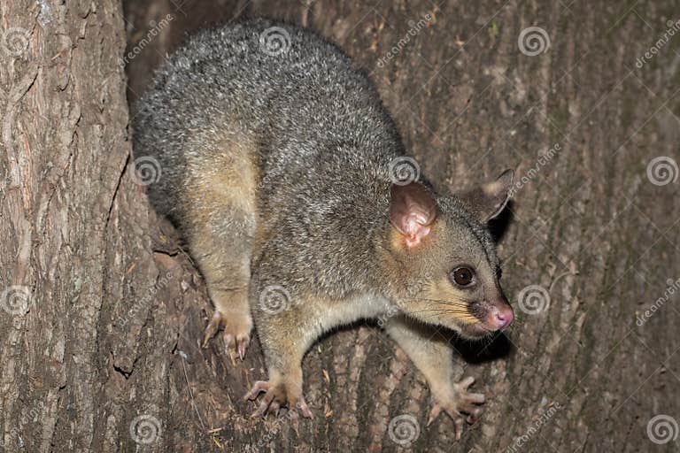 Common Brush-tailed Possum stock image. Image of brushtail - 192131993