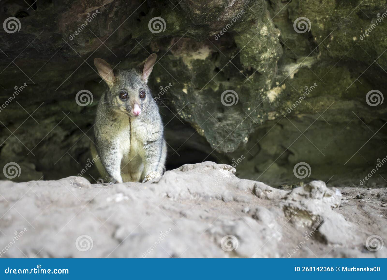 The Common Brushtail Possum Sitting in the Cave. Australia Stock Photo ...