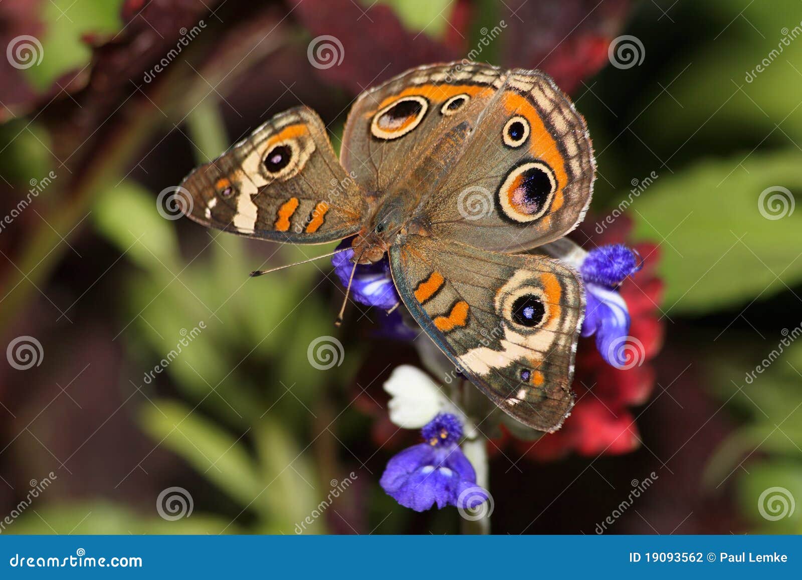 Common Buckeye stock photo. Image of pretty, coenia, junonia - 19093562