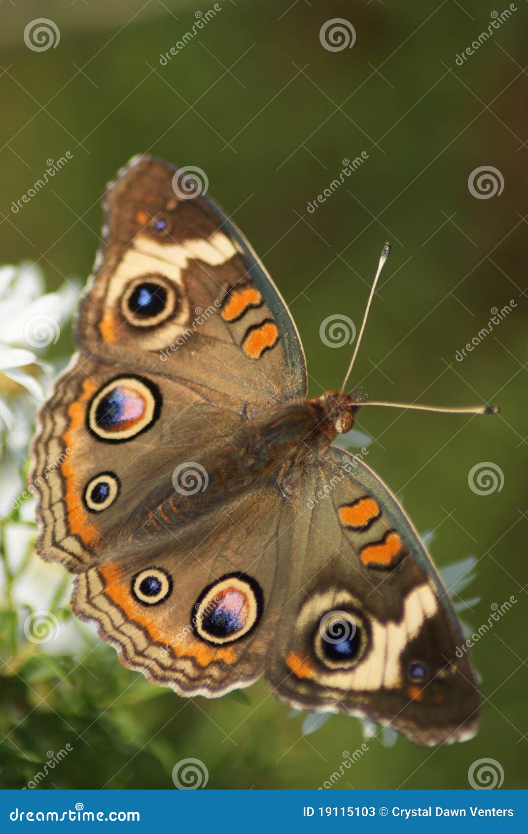 Common Buckeye stock image. Image of insect, dots, buckeye - 19115103