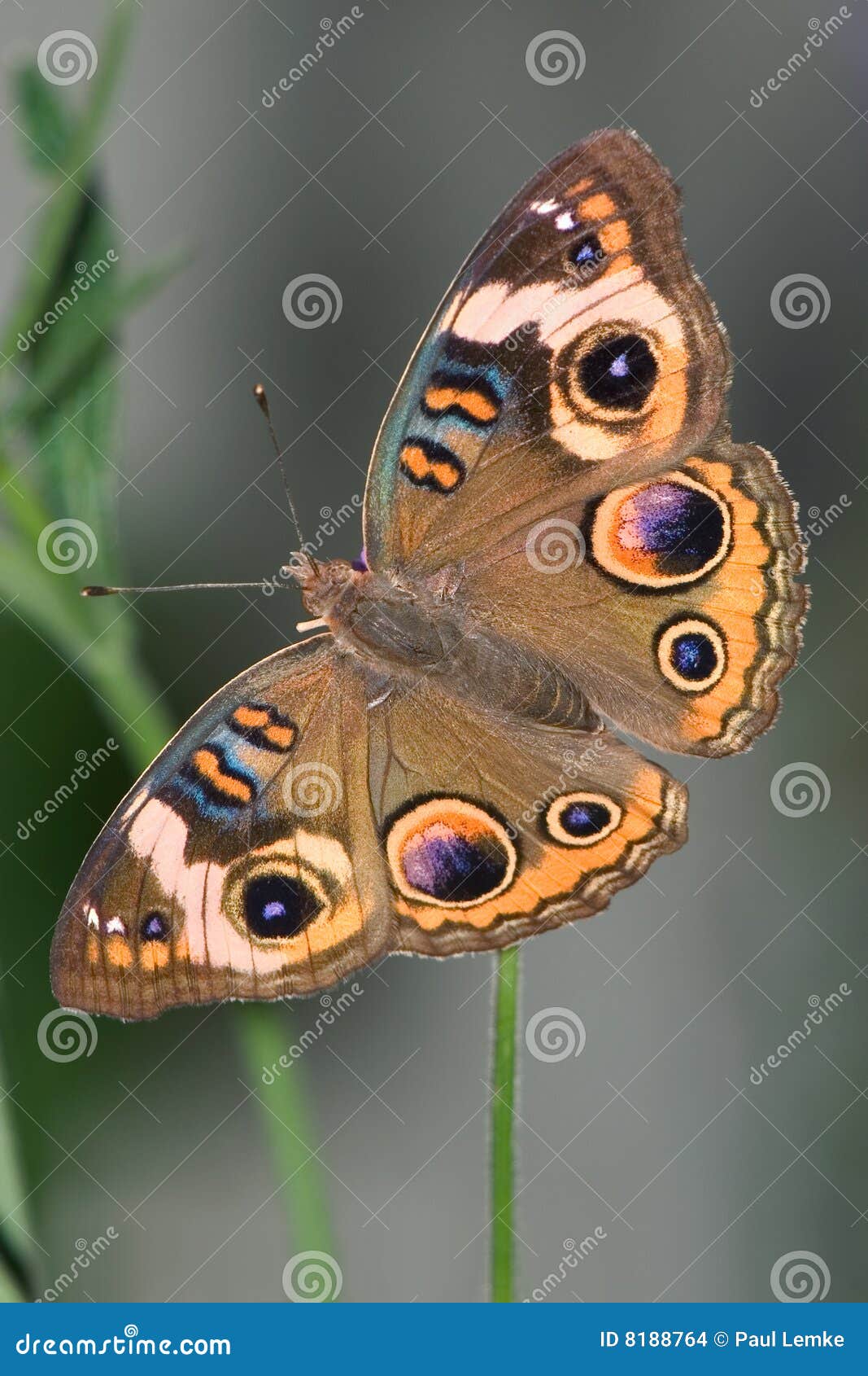 Common Buckeye stock photo. Image of nature, entomological - 8188764