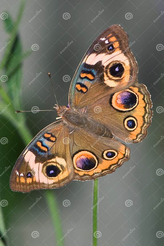 Common Buckeye stock photo. Image of nature, entomological - 8188764